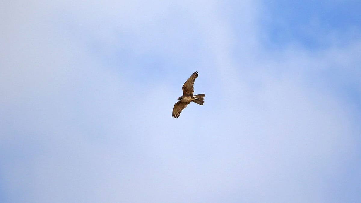 The Windhover | δάσκαλος